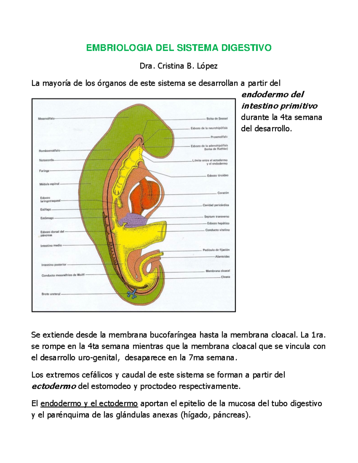 Embriología aparato digestivo - EMBRIOLOGIA DEL SISTEMA DIGESTIVO Dra ...