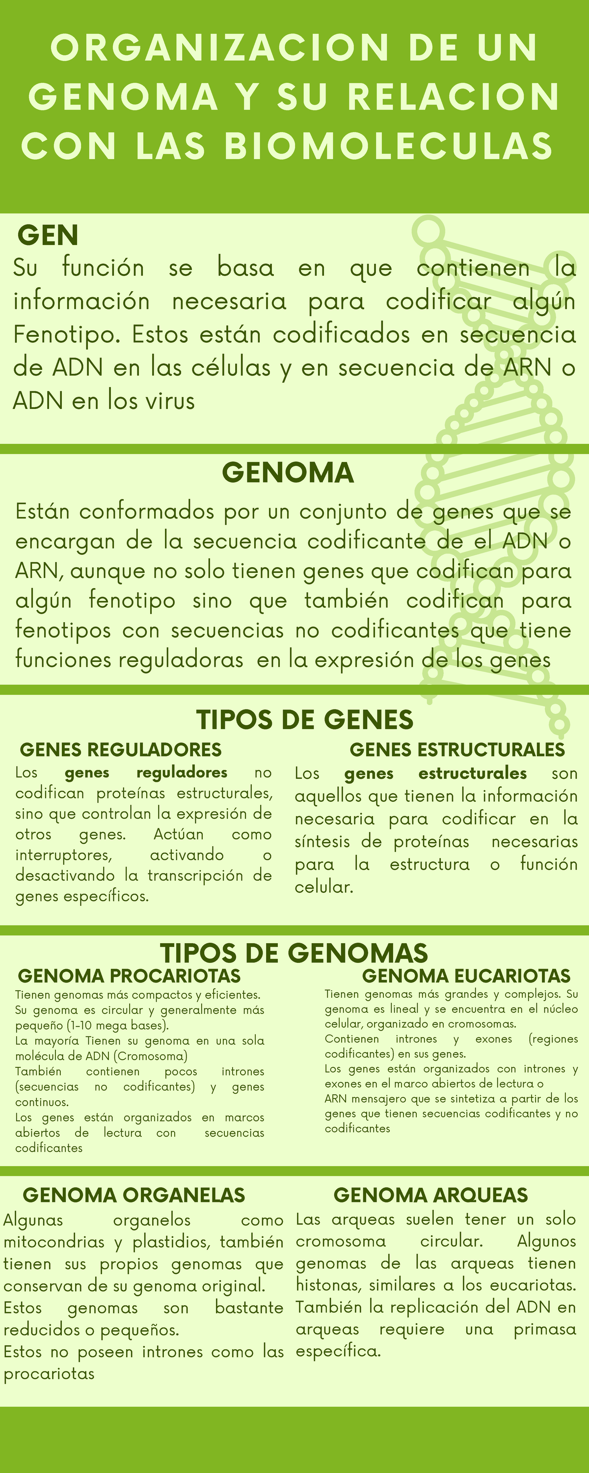 Infografia organizacion de el genoma - GEN O R G A N I Z A C I O N D E U N G E N O M A Y S U R E ...