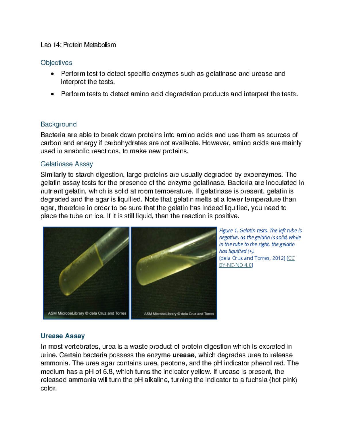 Lab 14 - Report Protein Metabolism - Lab 14: Protein Metabolism ...