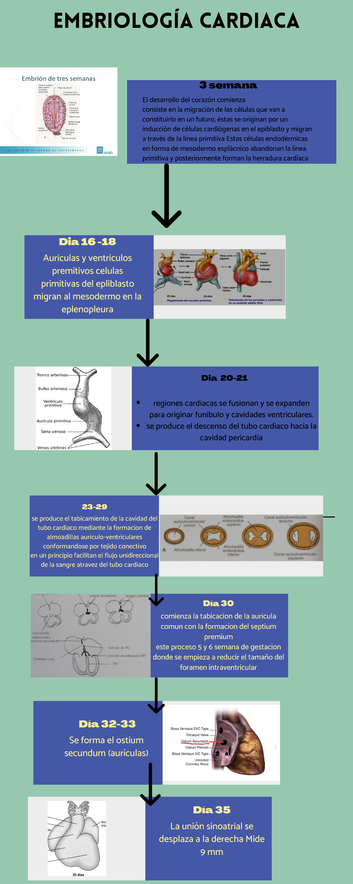 Linea de embriologia del corazón - Embriología cardiaca 3 semana El ...
