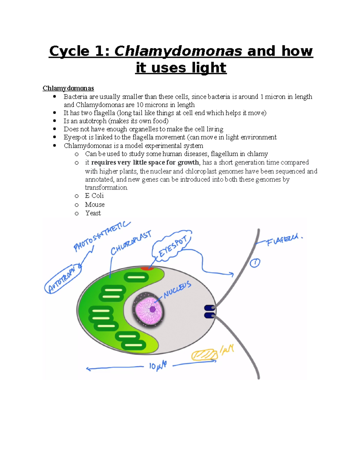Cycle 1 Notes Cells - Cycle 1: Chlamydomonas and how it uses light ...