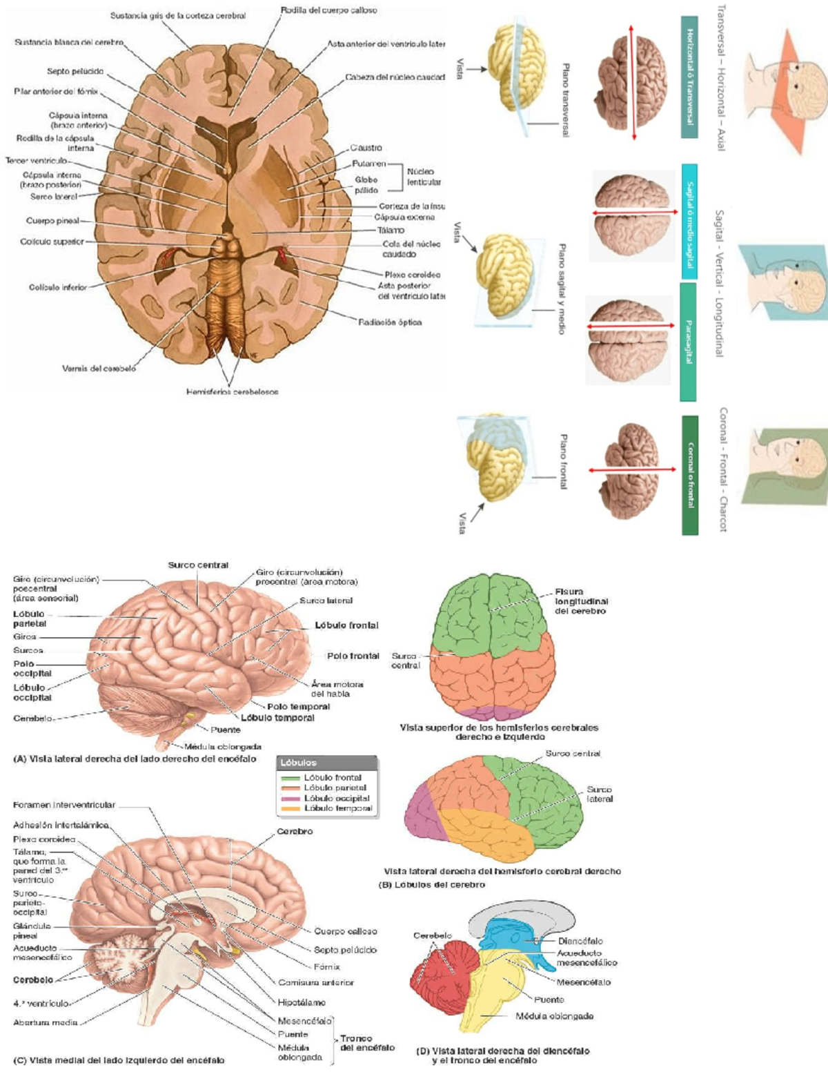 Neuro - Neurofisiología y psicofisiología - Studocu