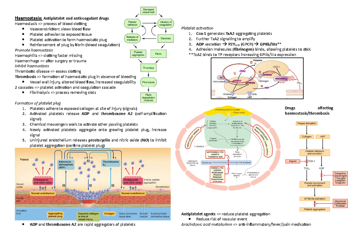 Haemostasis - Platelets adhere to exposed collagen at site of injury ...