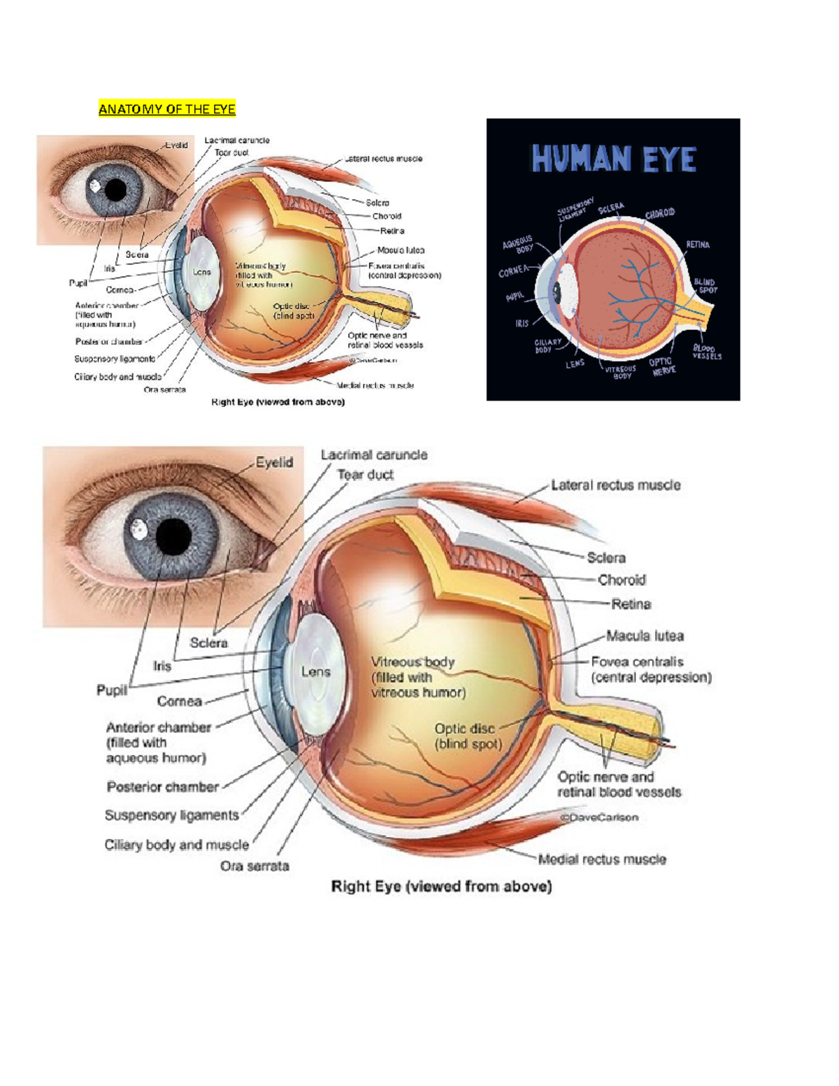 Anatomy OF THE EYE - ANATOMY OF THE EYE Retina The nerve layer lining ...