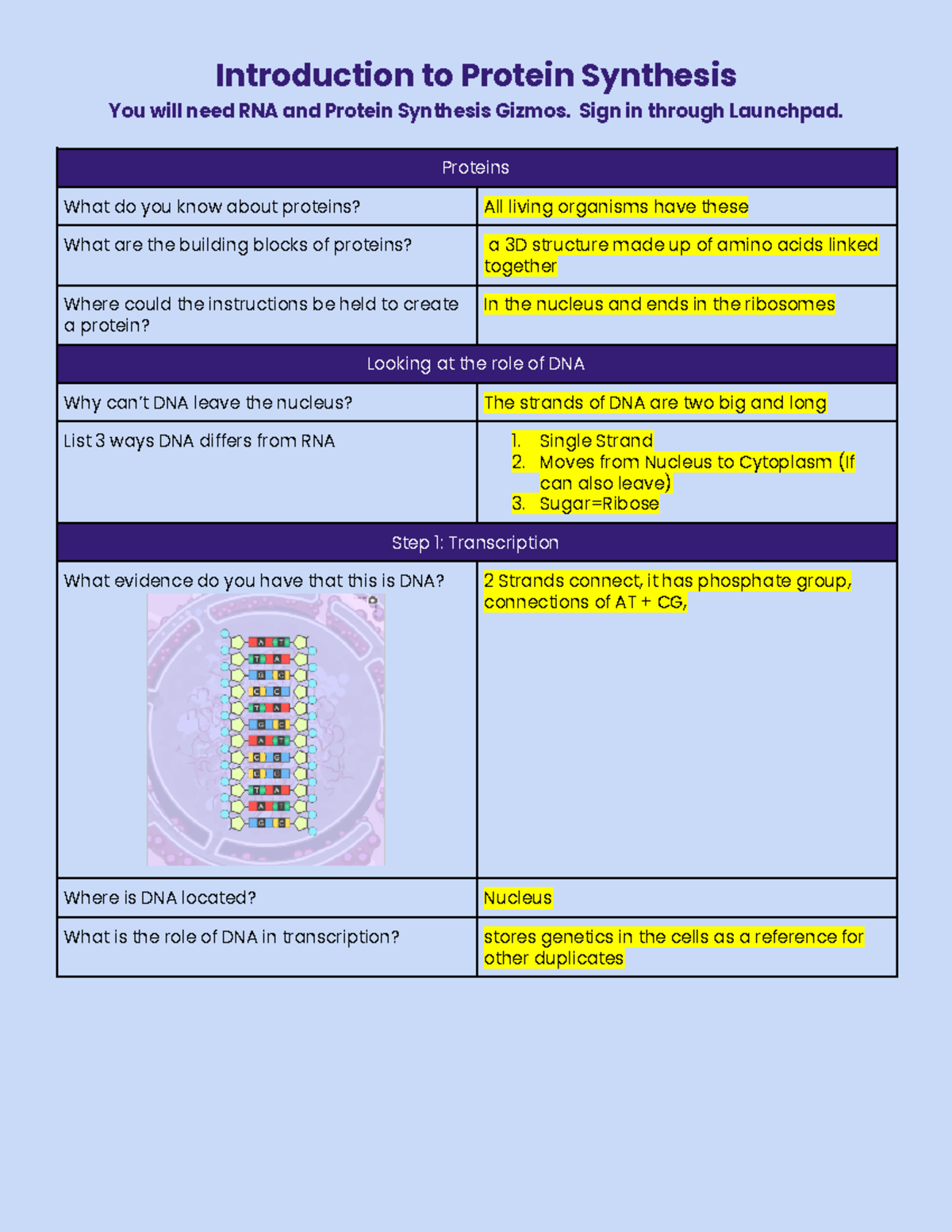 Copy of 3.1 Day 4 Protein Synthesis Student Document - Introduction to ...