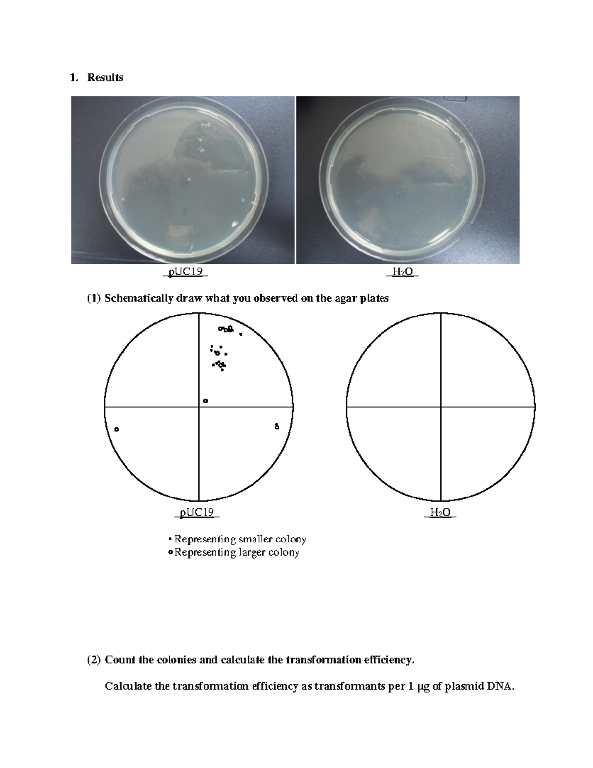 Gene Transformation - Lab Assignments - 1. Results _pUC19_ _H2O_ (1 ...