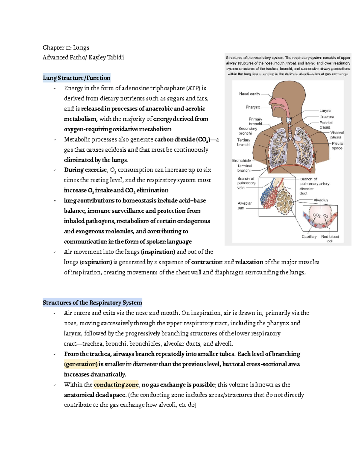 Chapter 11 Lungs. - Chapter 11: Lungs Advanced Patho/ Kayley Tabidi ...
