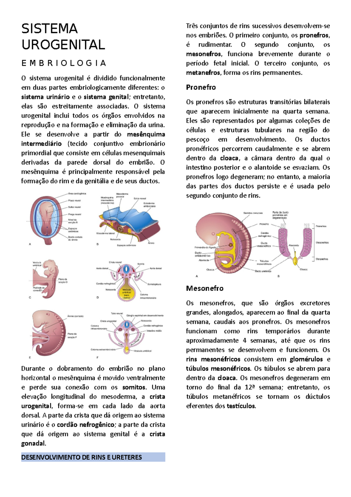 Sistema Urogenital - embriologia - SISTEMA UROGENITAL E M B R I O L O G ...