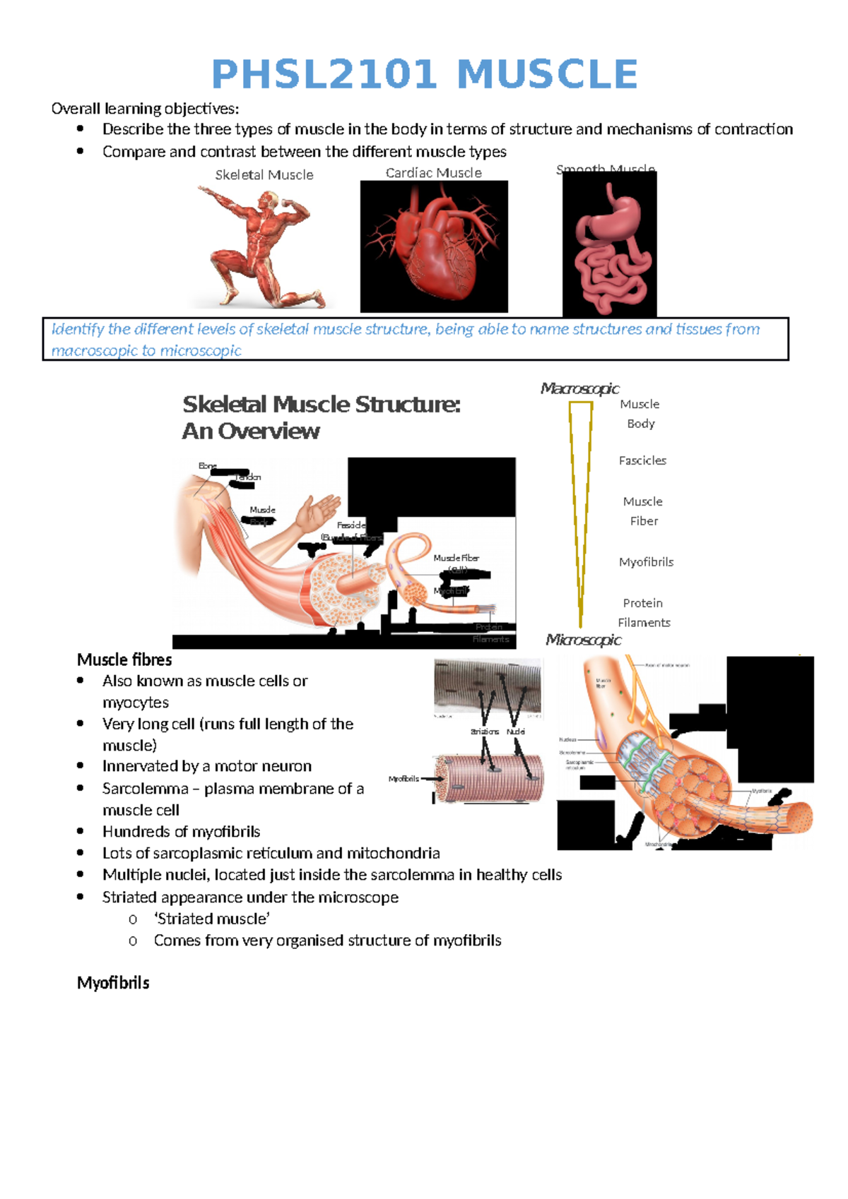 PHSL2101 Muscle - PHSL2101 MUSCLE Overall learning objectives: Describe ...