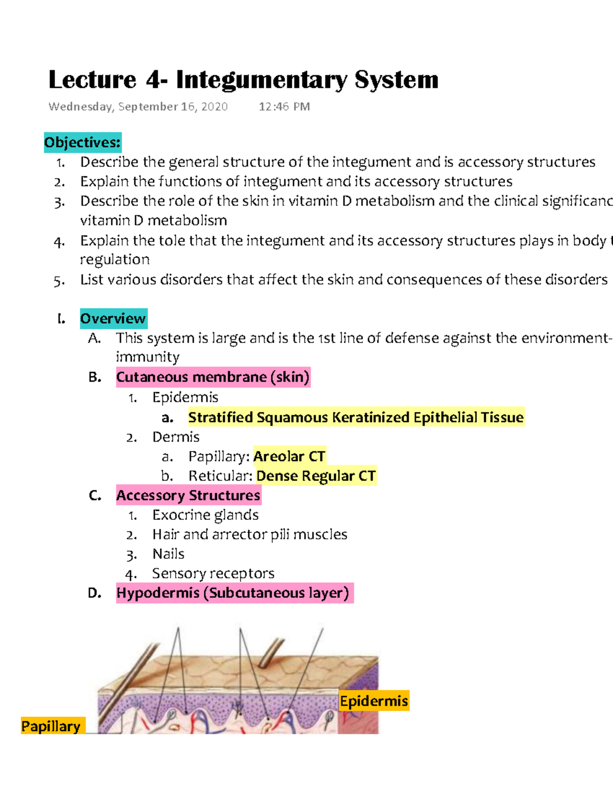 Integumentary System - Objectives: 1. Describe the general structure of ...