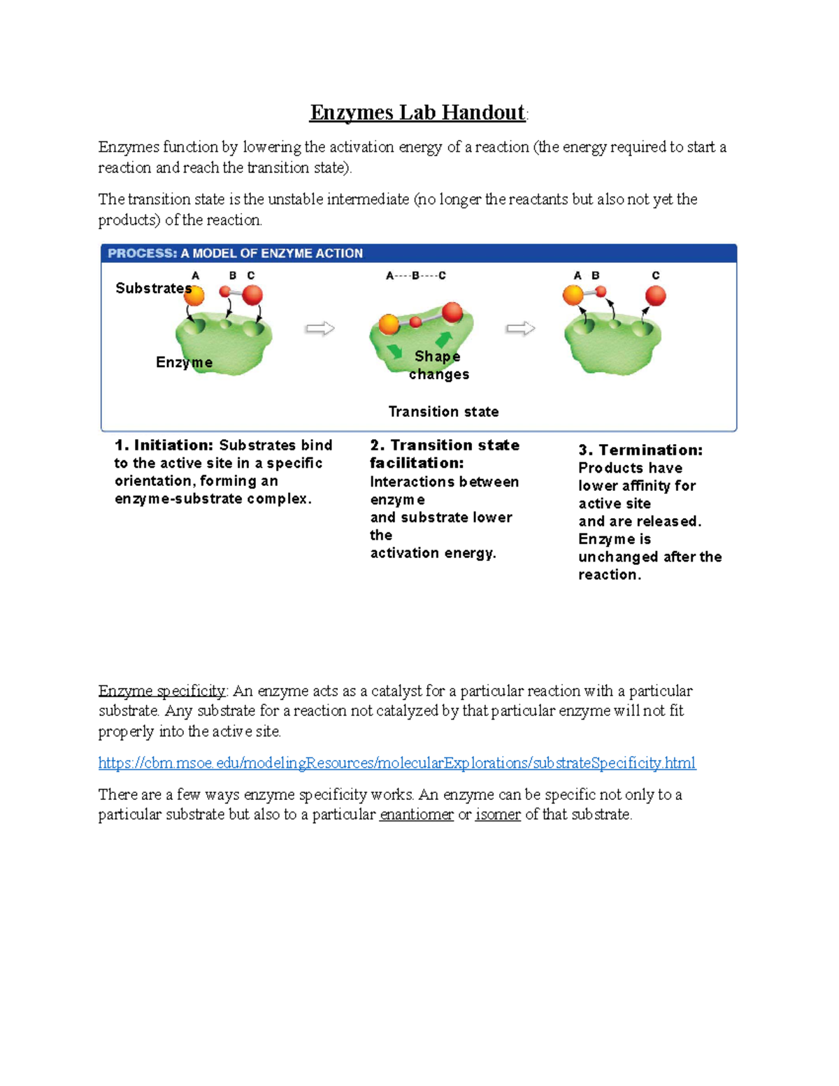 Lab 6 and 7 - Enzymes Handout Additional Information - Enzymes Lab ...