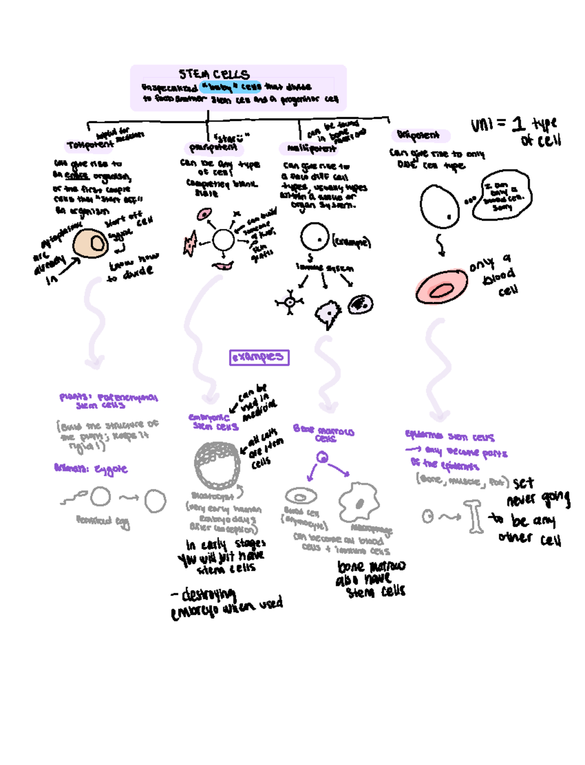 Stem cells - Gen Bio I - STEM CELLS unspecalized cells that divide to ...
