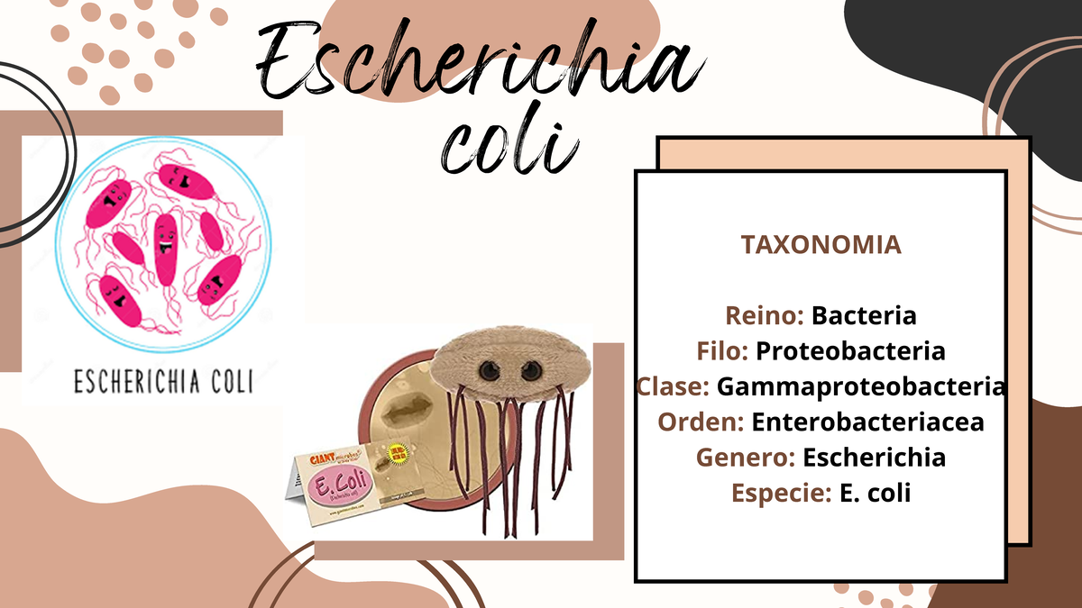 Exposición E.coli - Escherichia coli TAXONOMIA Reino: Bacteria Filo ...