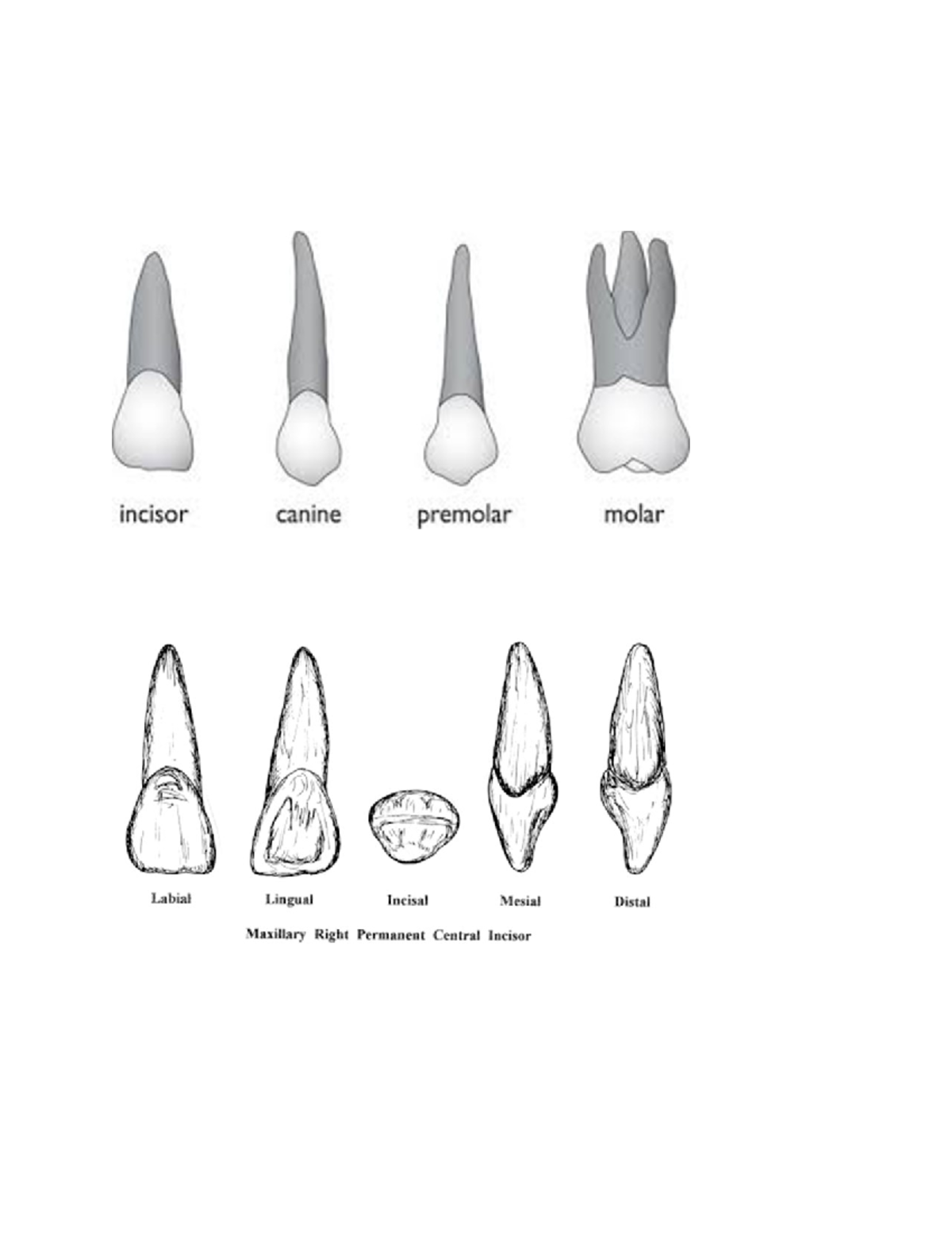 Dental supl - dental sup - incisor canine premolar molar Labial Lingual ...