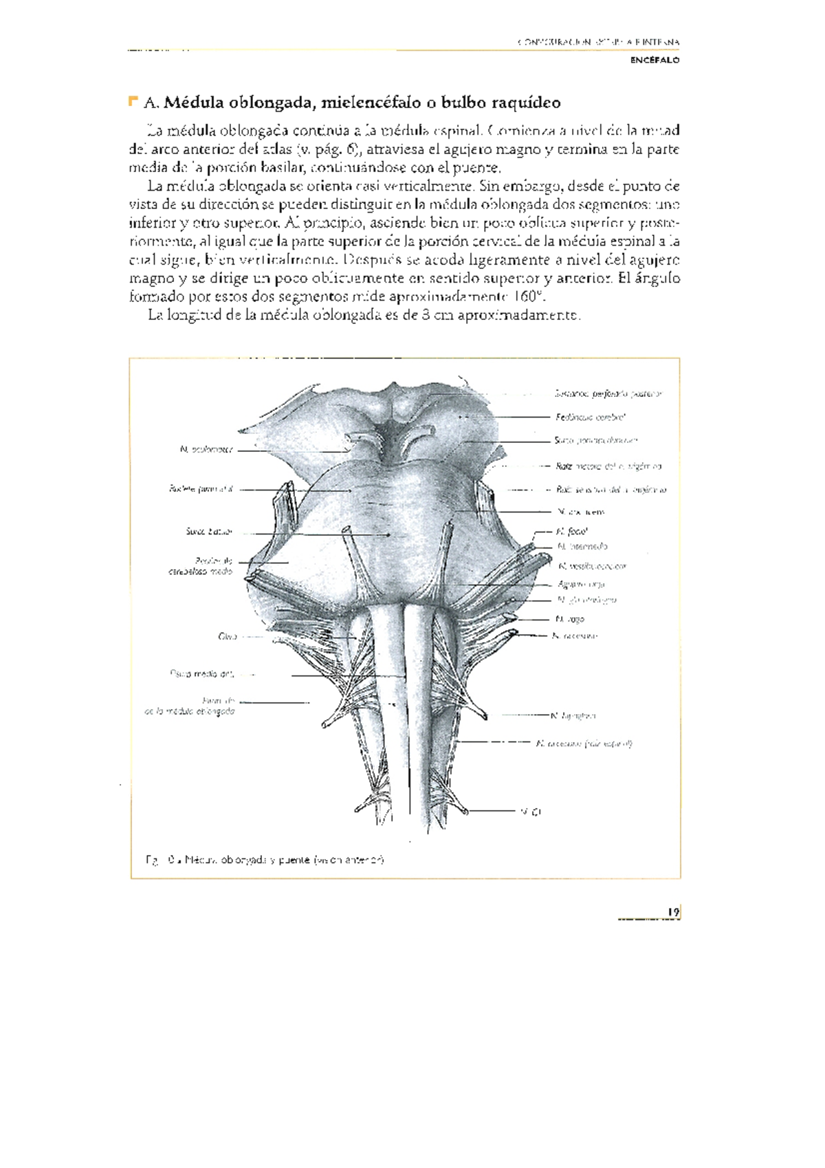 Rouviere Tomo 4 11va Ed (1)-69-79 - Anatomía Iii - Studocu