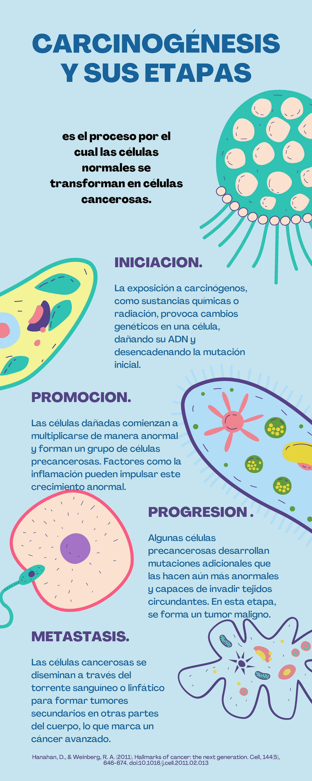 ¿Para qué sirven las células - CARCINOGÉNESIS Y SUS ETAPAS INICIACION ...