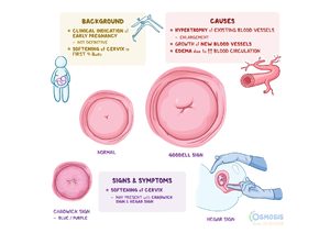 maternal newborn notes - Part 1 OB- Prenatal, Natal, Postnatal and ...