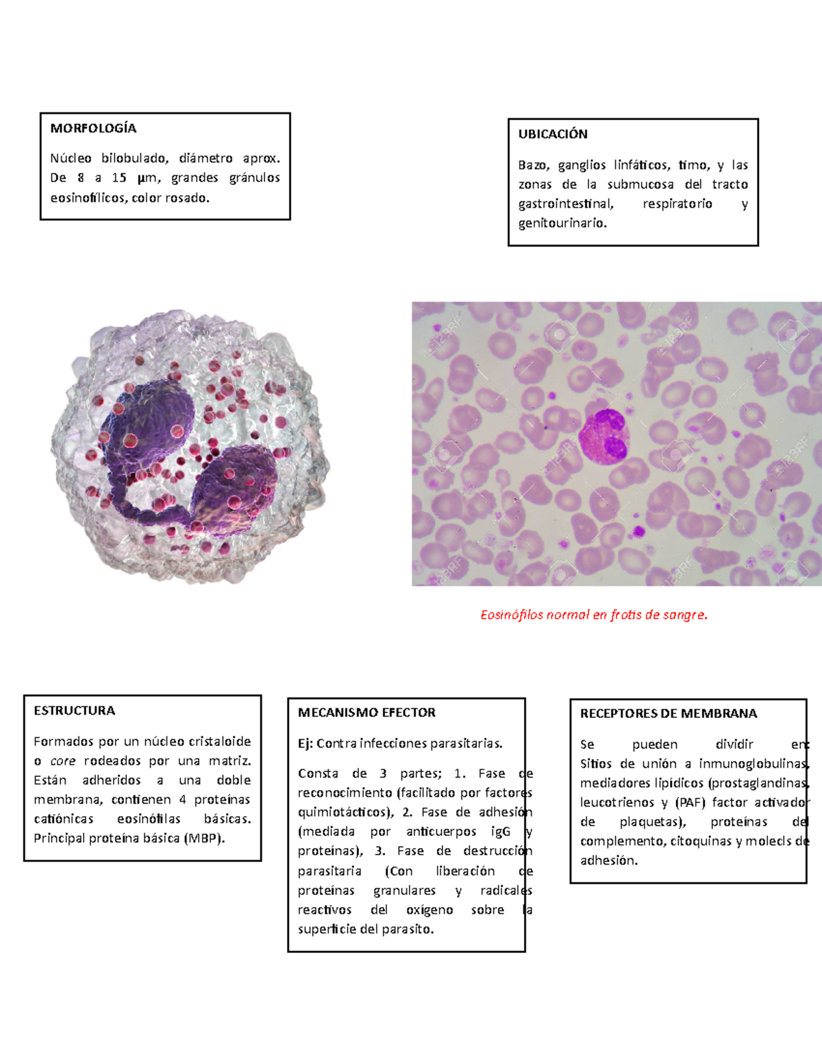 Eosinofilos Resumen - Inmunología de Rojas - Eosinófilos normal en ...