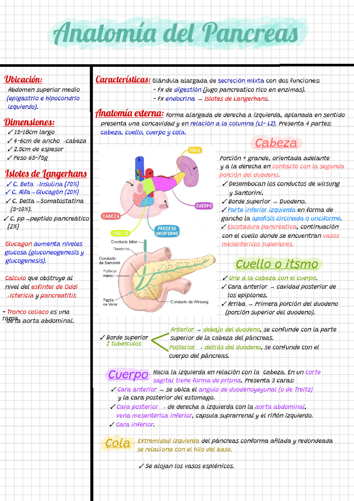 Anatomía del páncreas - Anatomia Y Fisiologia I - Studocu