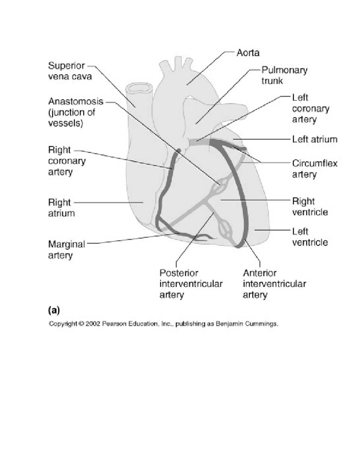 Anterior heart diagram - NUR 305 - Aorta Superior Pulmonary vena cava ...