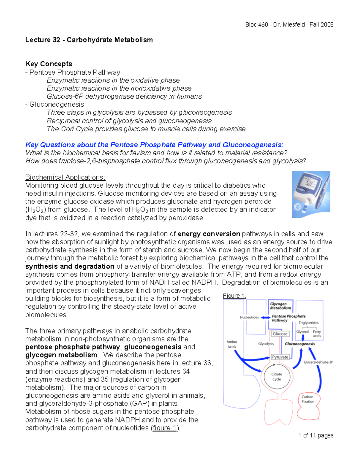 Lec32-F08-Handout - None - Figure 1. Lecture 32 - Carbohydrate Metabolism Key Concepts Pentose ...