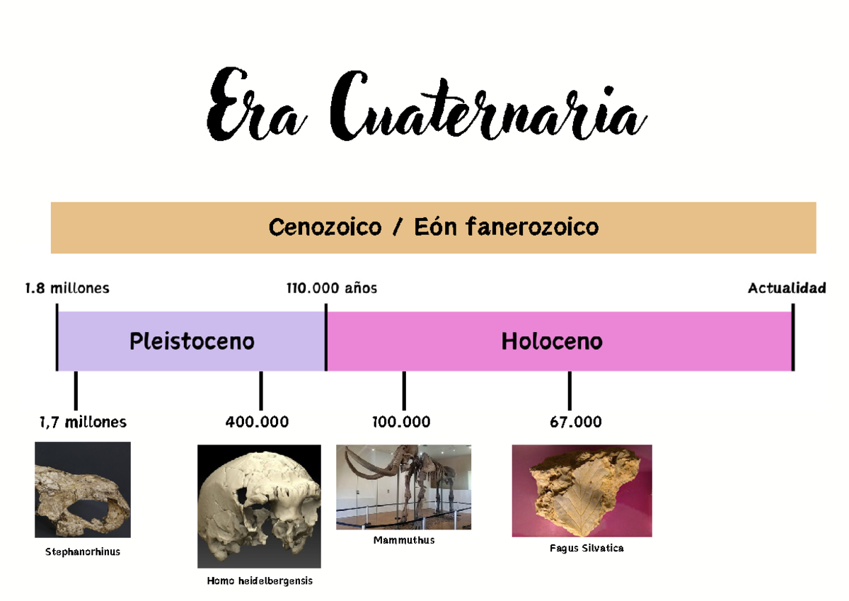 → - Era cuaternaria - Cenozoico / Eón fanerozoico Era Cuaternaria 1,7 ...