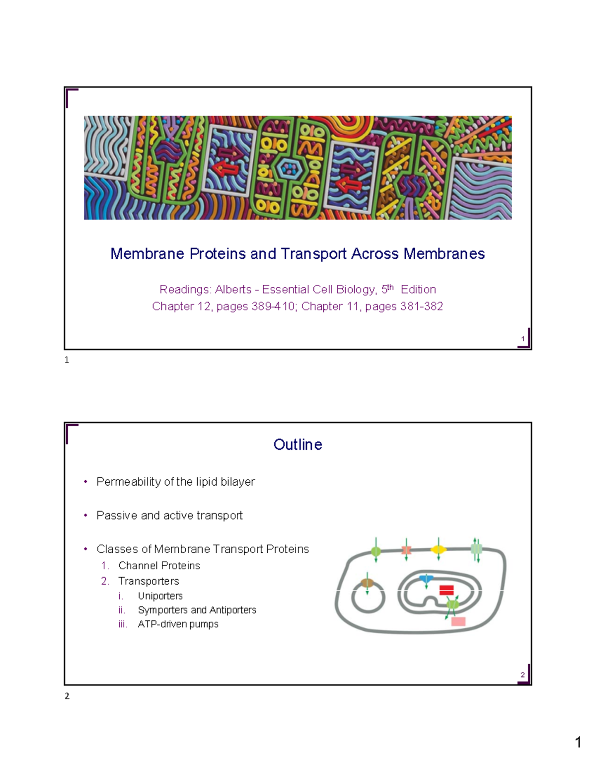 S2W2-2pp - Bio130 section 2 week 2 - 1 Membrane Proteins and Transport ...
