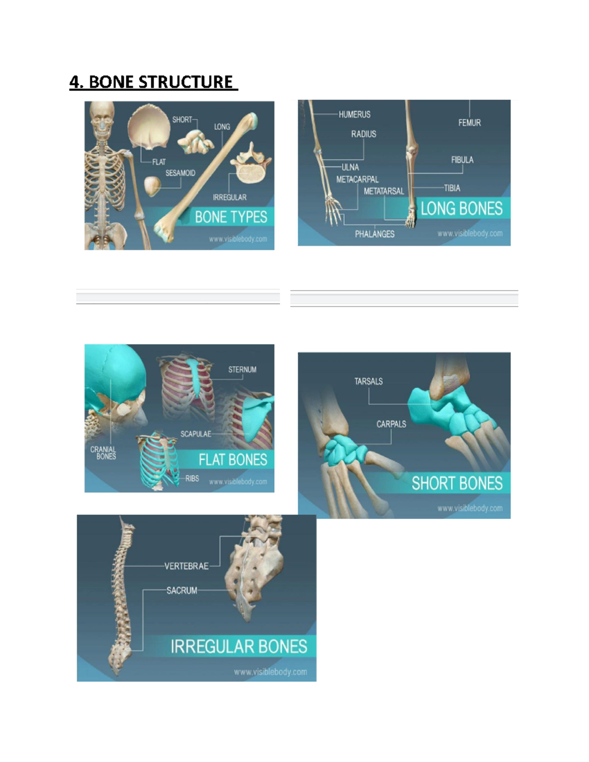 BONE STRUCTURE ANATOMY - 4. BONE STRUCTURE BONE STRUCTURE STRUCTURE OF ...