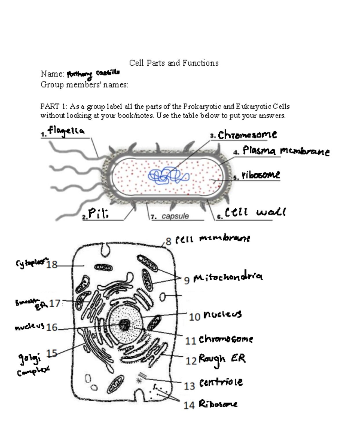 Finished Cell+Parts+and+Function+Activity - Cell Parts and Functions ...