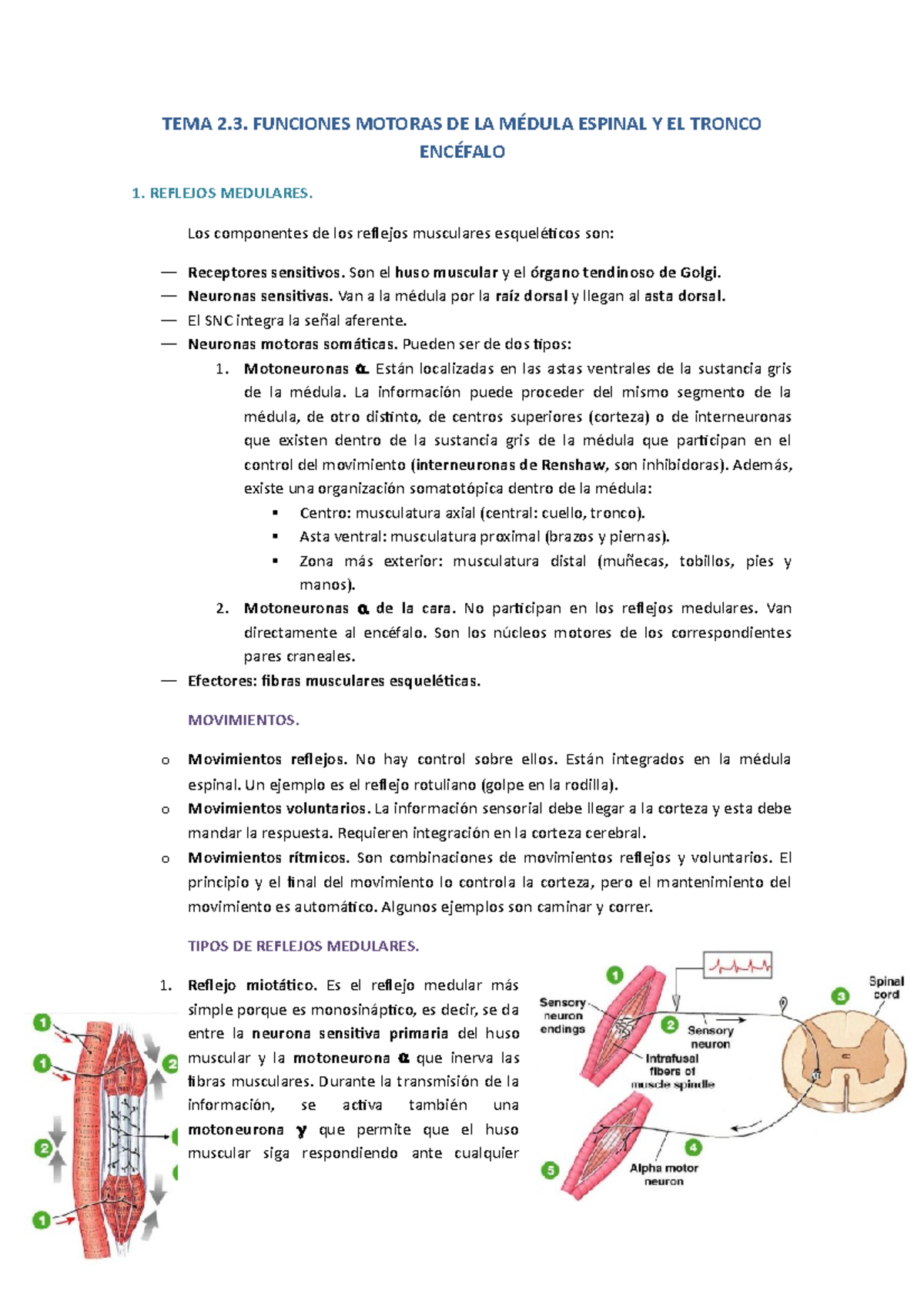 Tema 2.3. Funciones Motoras de la Médula Espinal y el Tronco Encéfalo - TEMA 2. FUNCIONES ...