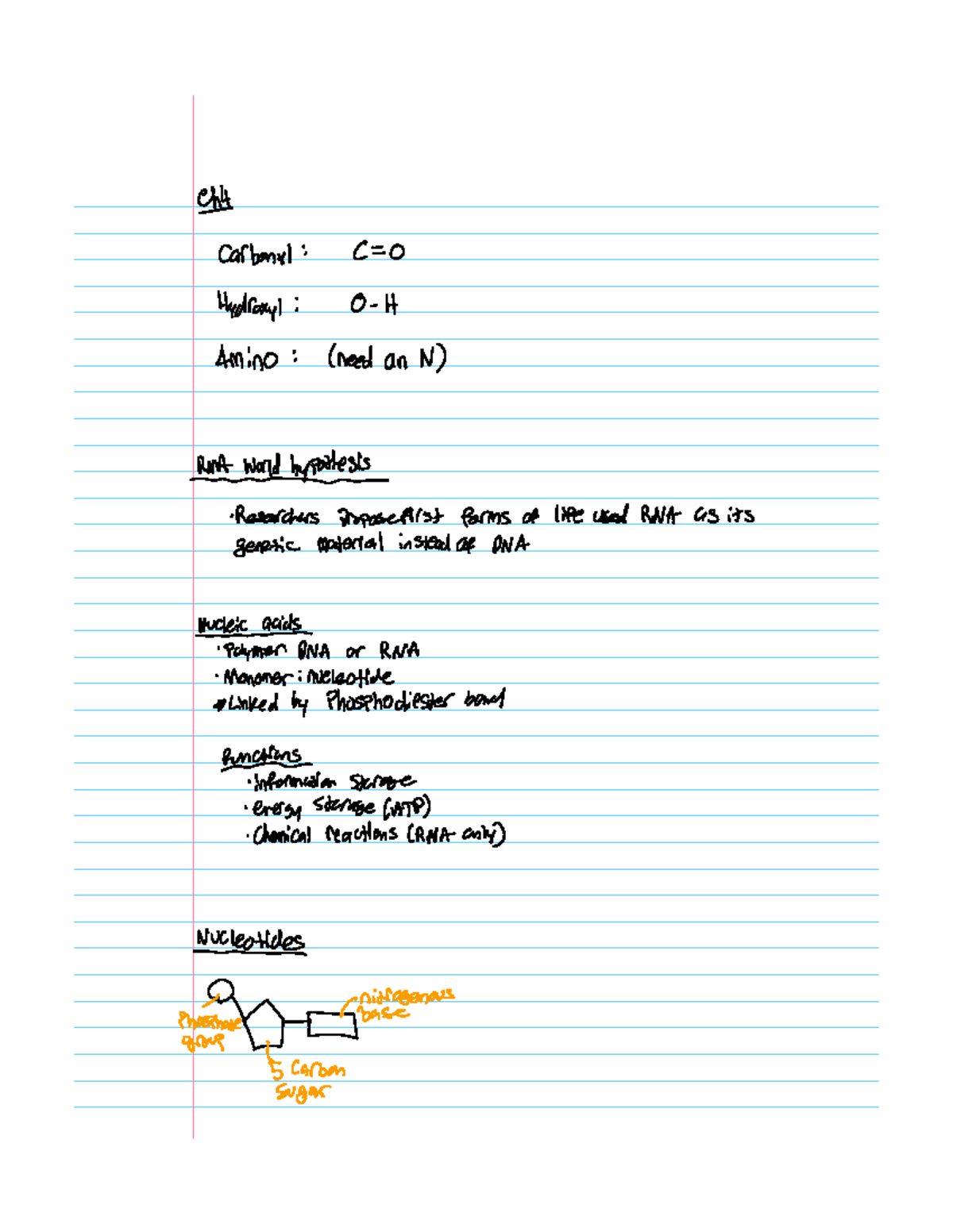 Biology 1113 Ch 4 notes - Cht Carbonyl C O Hydroxyl O H Amino need an N ...