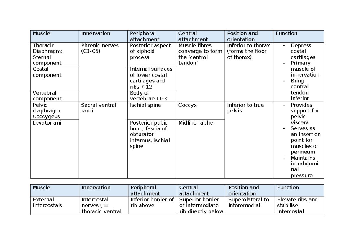 Team assignment revision - Muscle Innervation Peripheral attachment ...