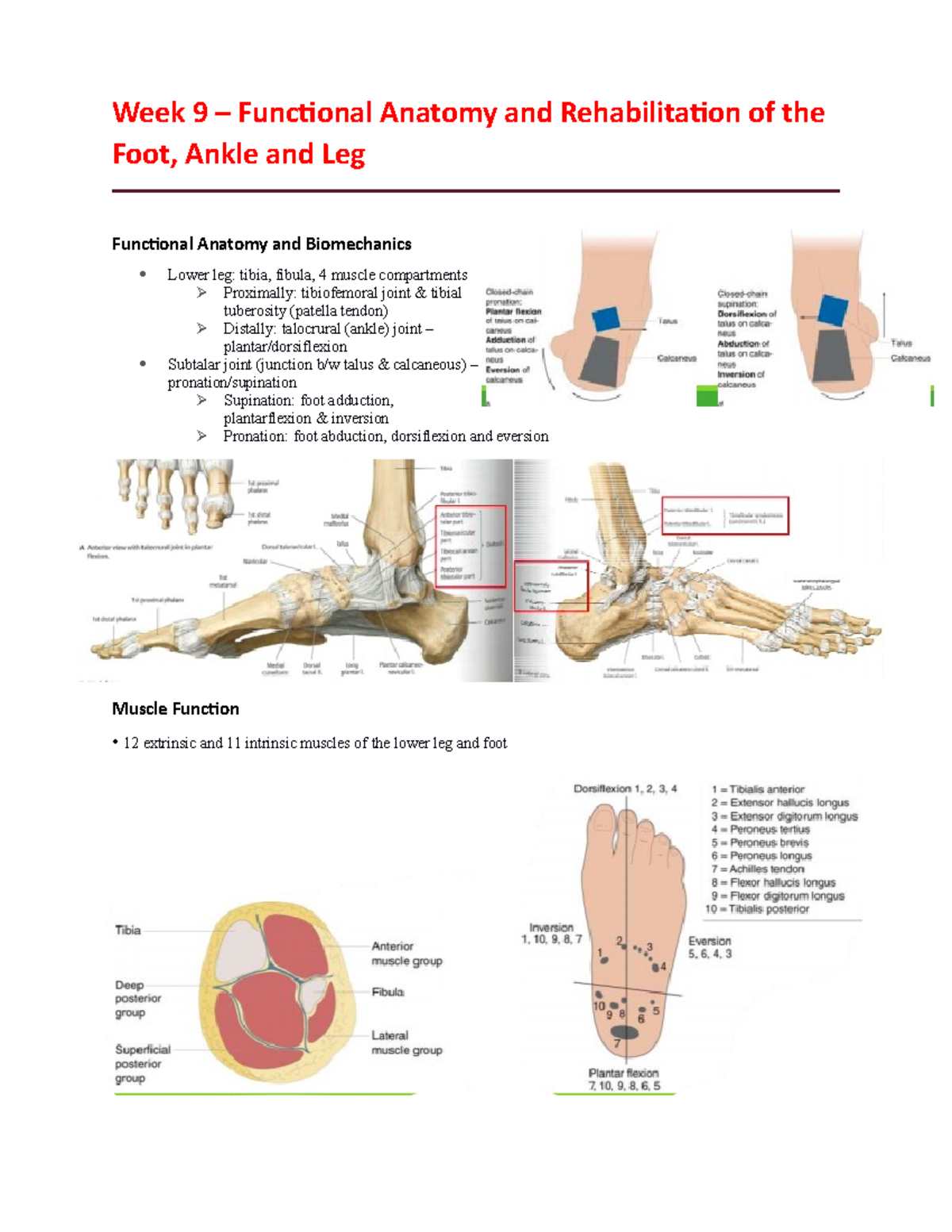 Week 9 – Functional Anatomy and Rehabilitation of the Foot - Pes Planus ...