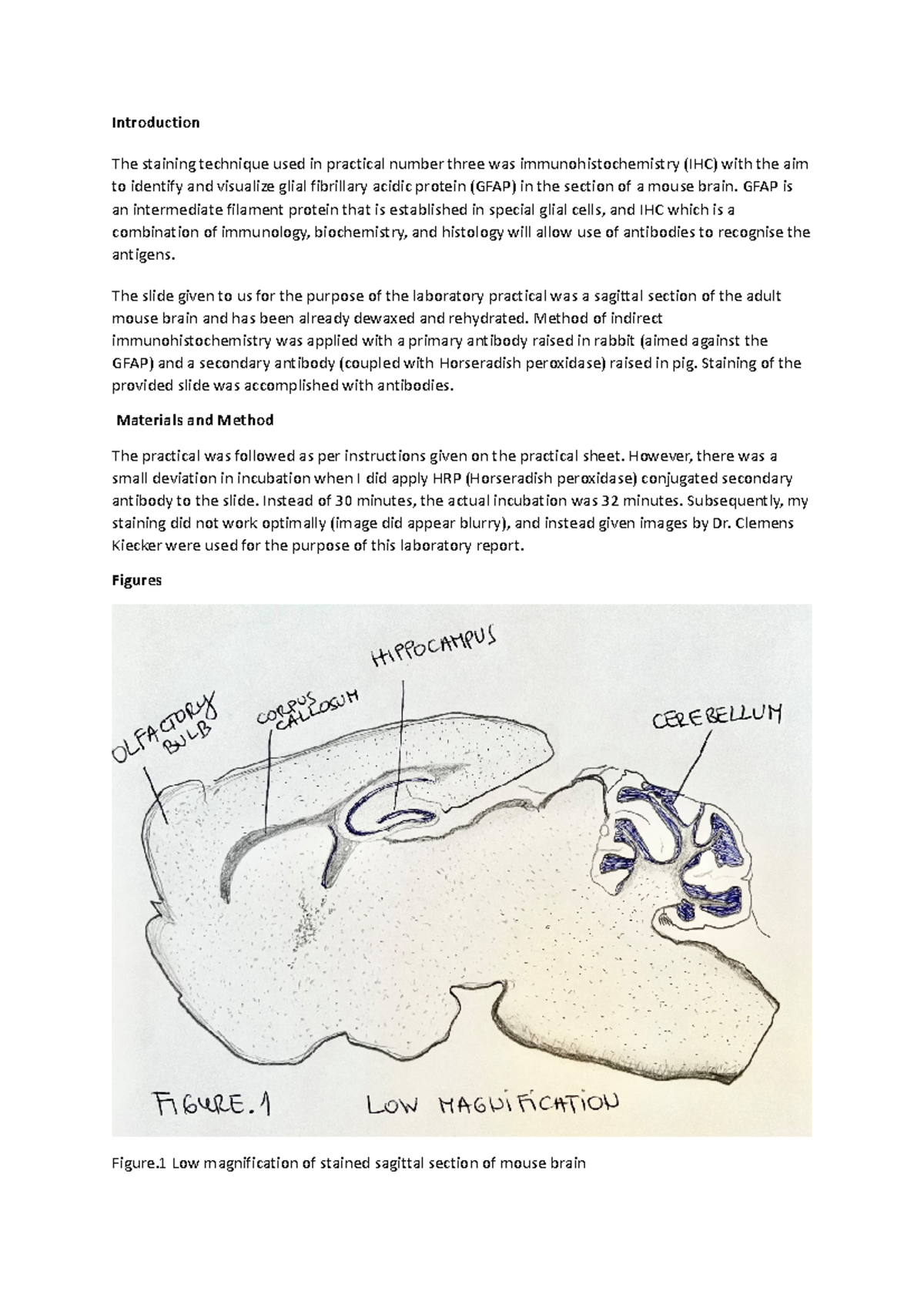 Lab reporrt - Practical work - Introduction The staining technique used ...