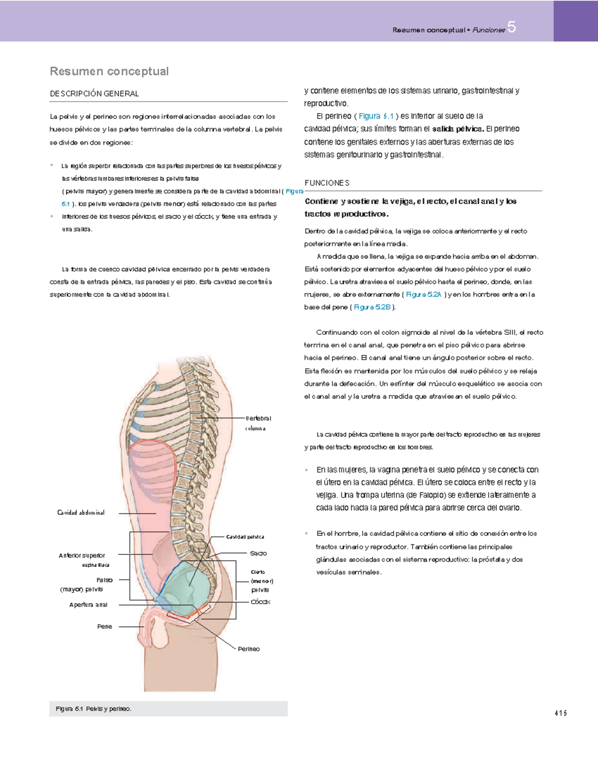 Pelvis y Periné- III Parcial - Resumen conceptual • Funciones 5 Resumen conceptual ####### - Studocu