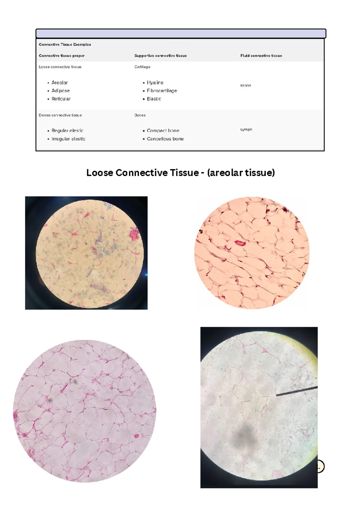 Cb - GENERAL HISTOLOGY - Student Centered Learning - Loose Connective ...