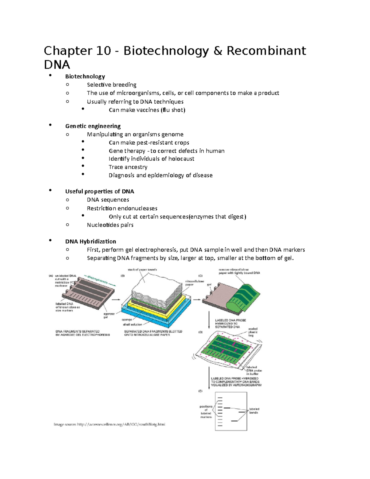 Chapter 10 - bio tech and recombinant DNA - Chapter 10 - Biotechnology ...