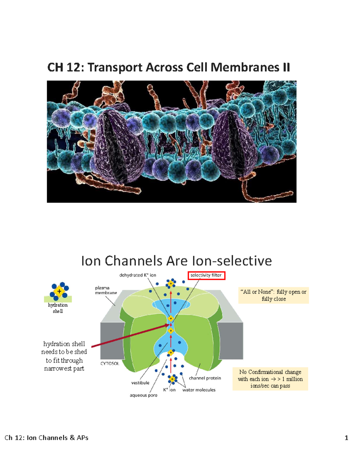 7. Ch 12 Ion Channels and APs IM-2 - CH 12: Transport Across Cell ...