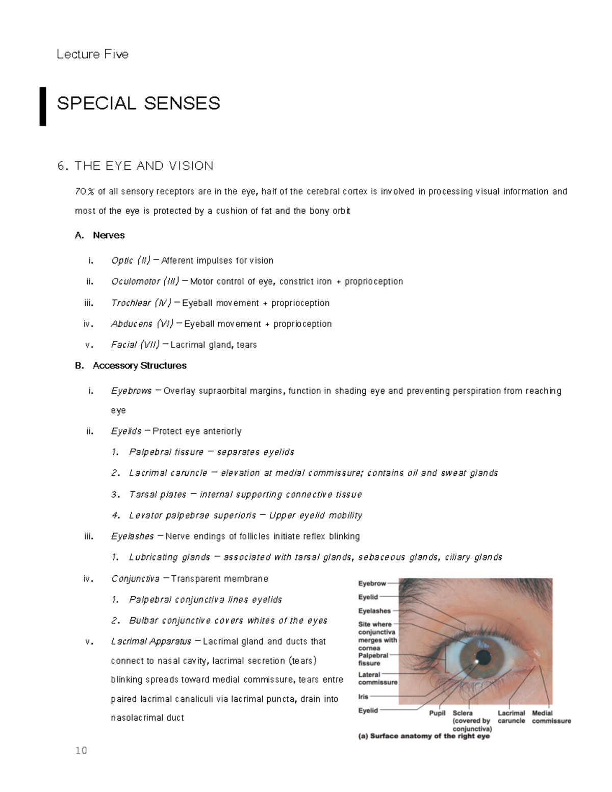 Special Senses One - Lecture Five SPECIAL SENSES 6. THE EYE AND VISION ...
