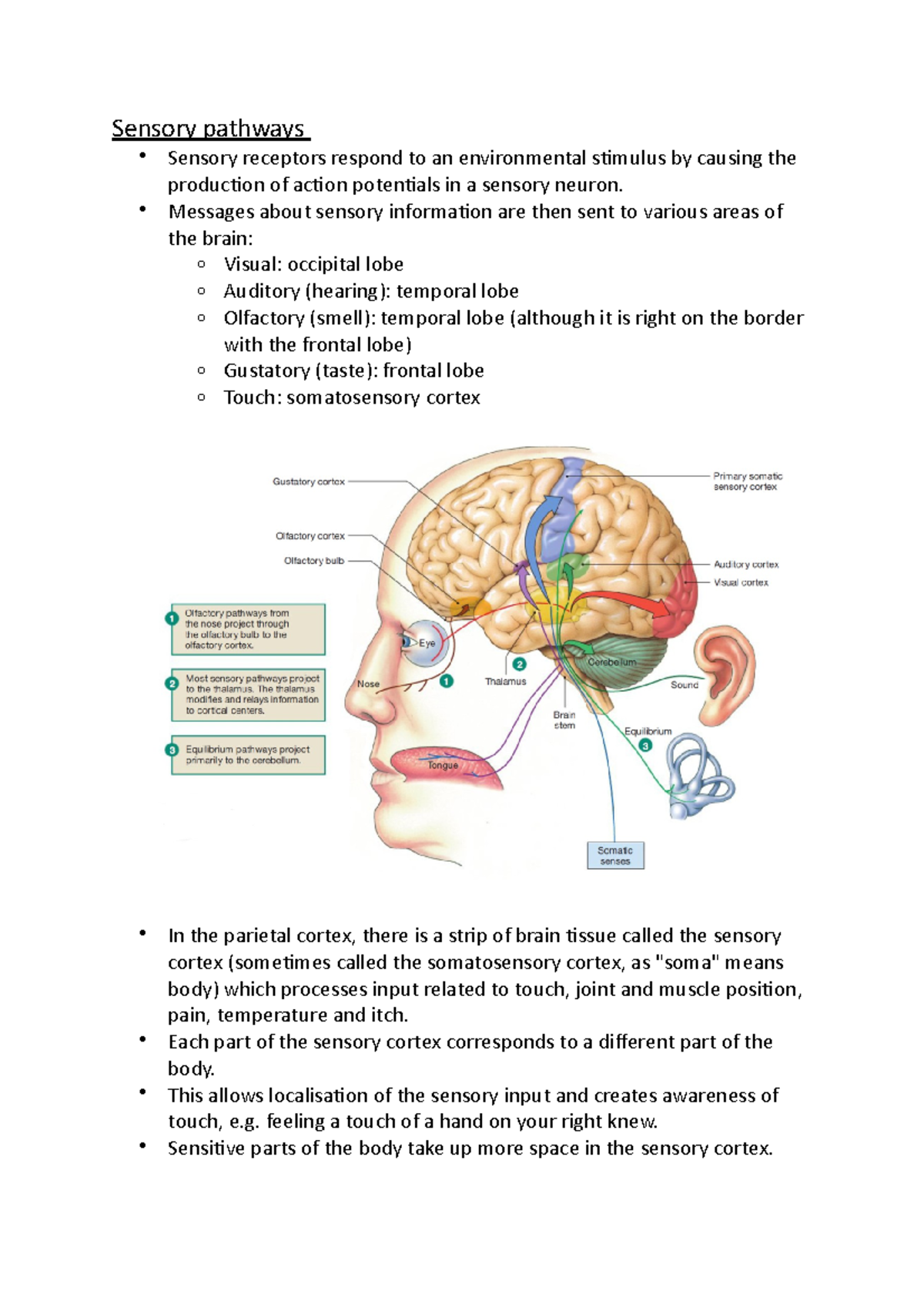 Sensory nervous system - Sensory pathways Sensory receptors respond to ...