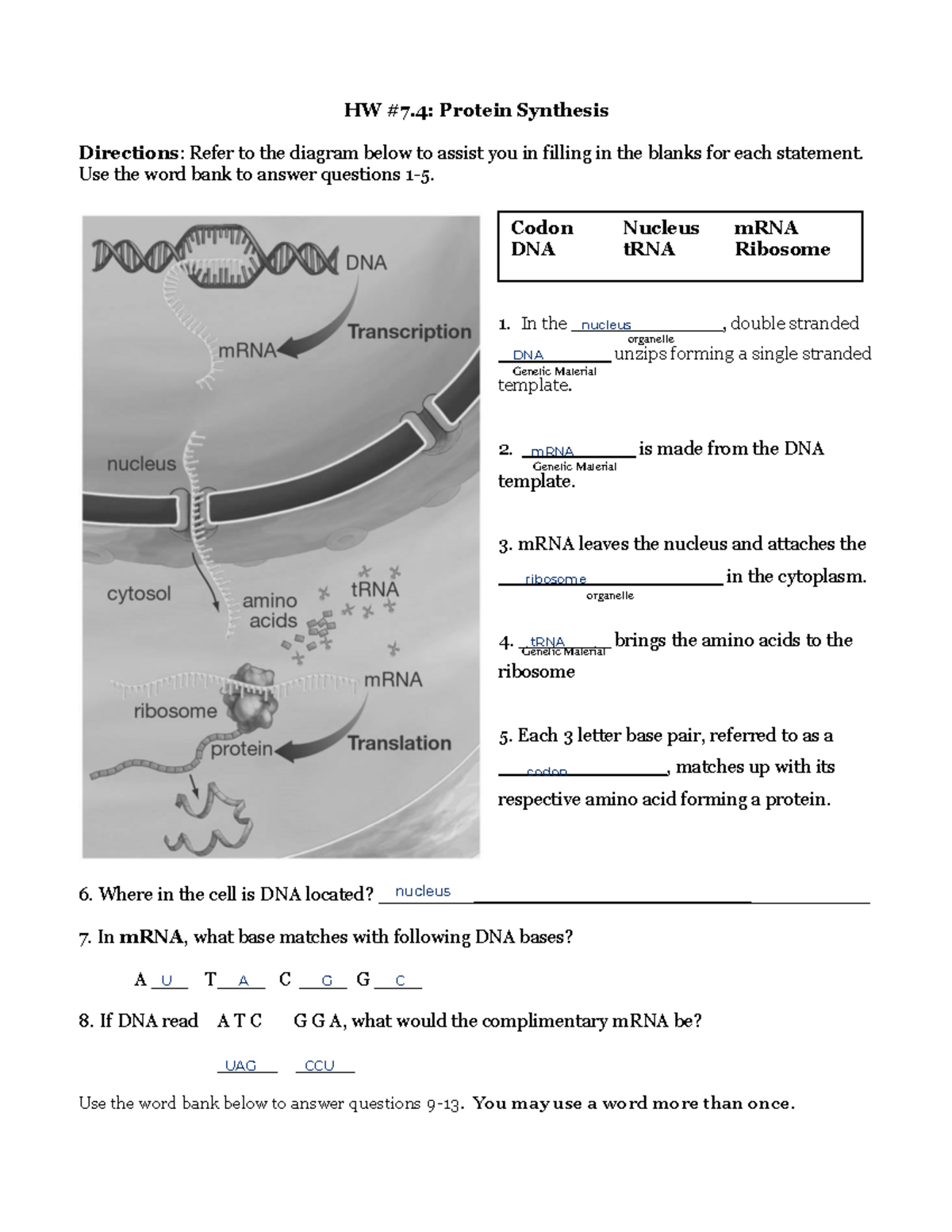 - HW: Protein Synthesis Practice Questions - HW #7: Protein Synthesis ...