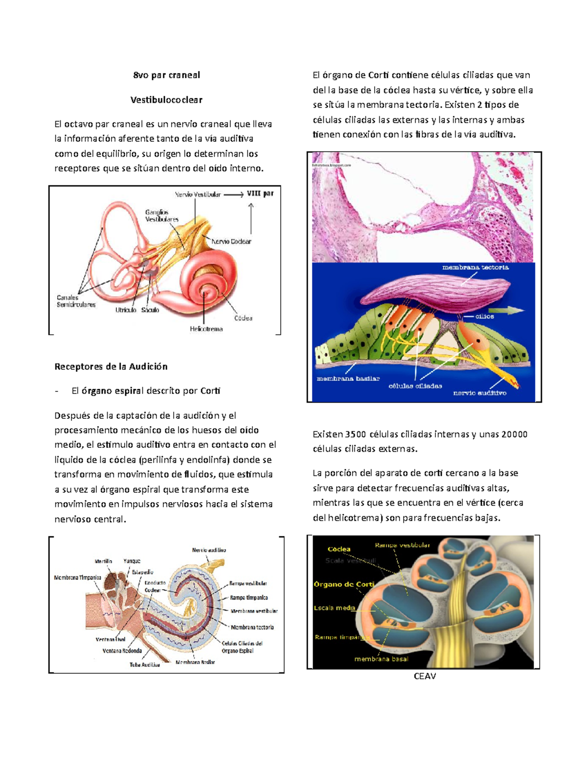 Nervio vestibulo coclear - 8vo par craneal Vestibulococlear El octavo ...
