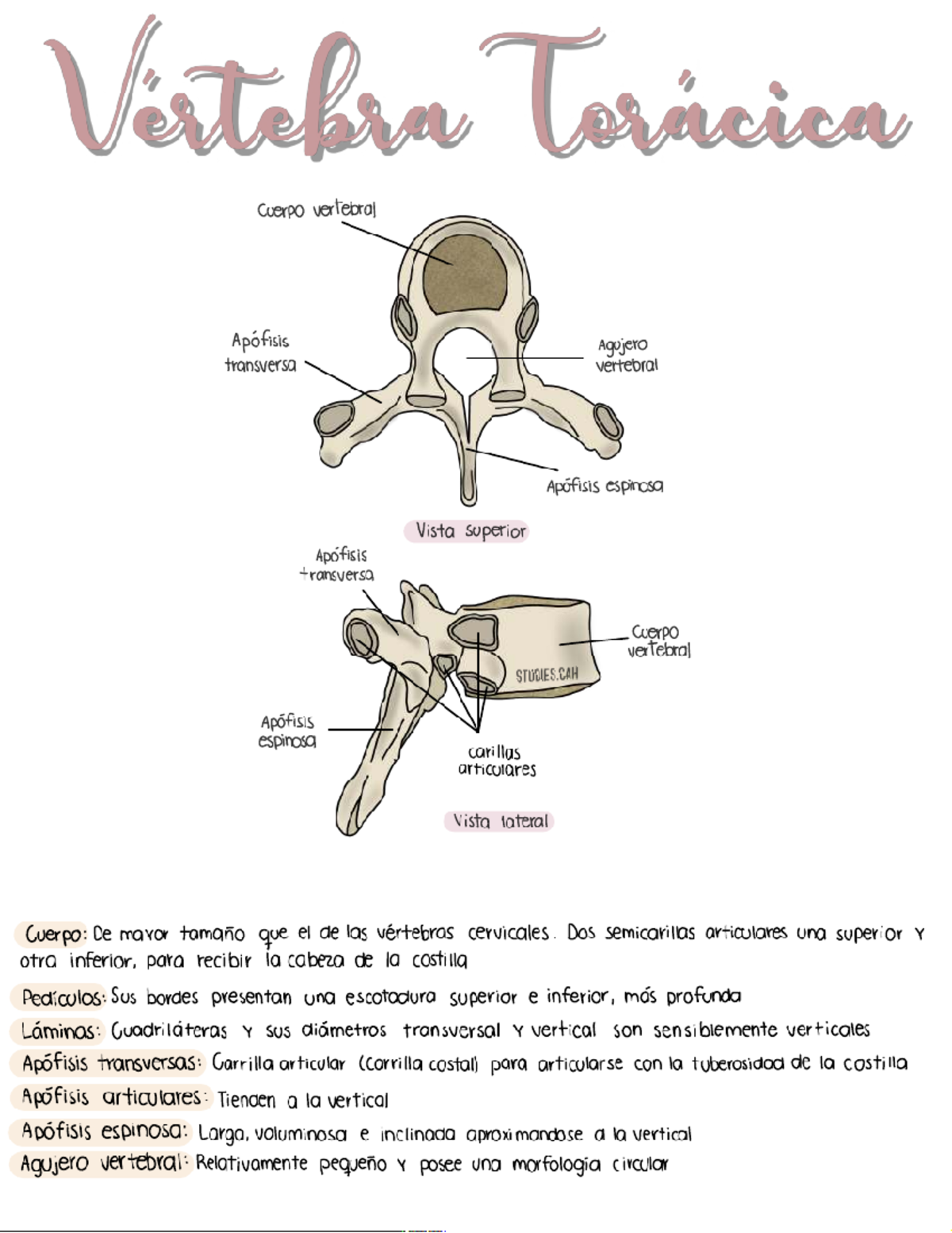 Anatomía huesos - Vertabra Terician Cuerpo vertebral Apófisis Agujero ...