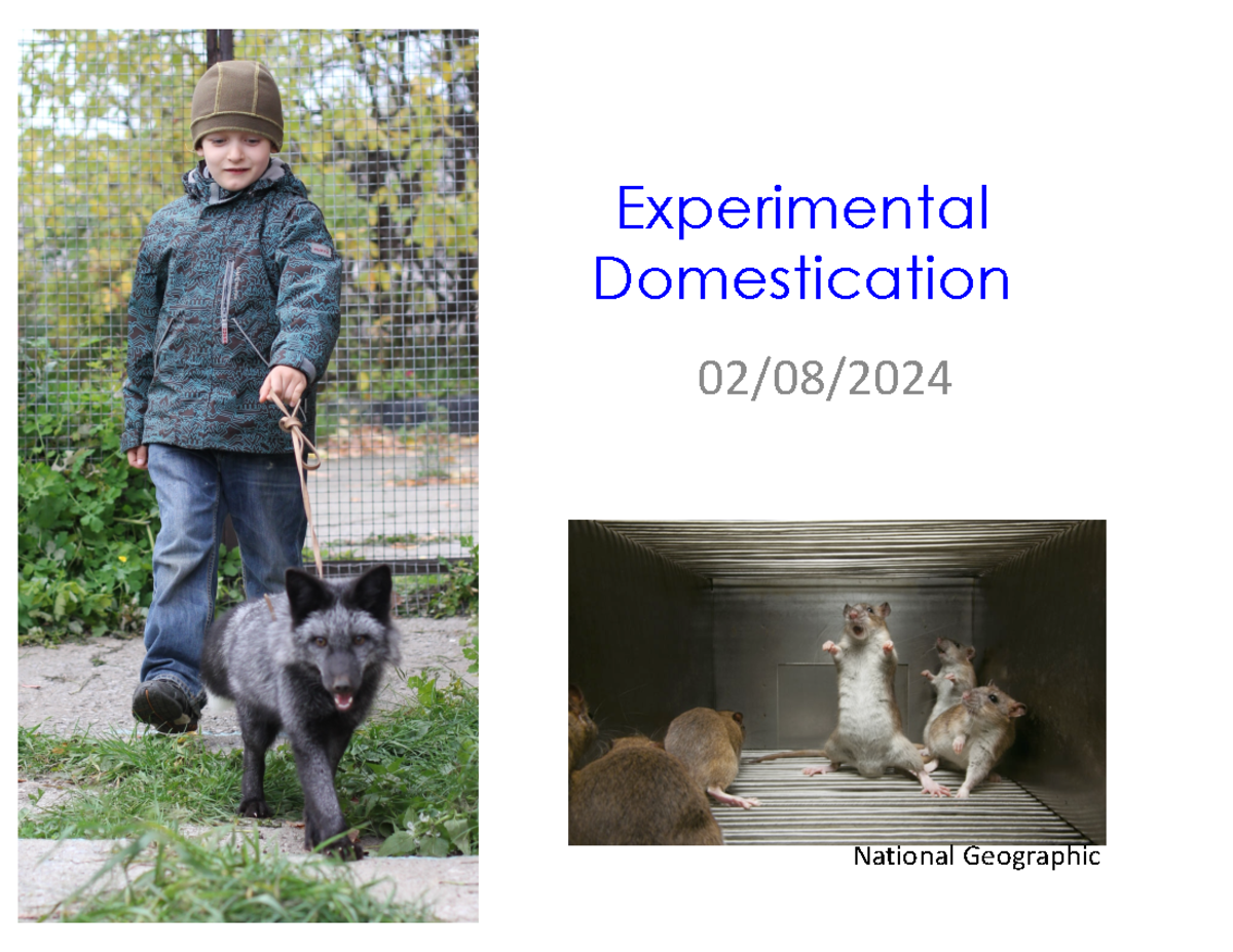 Discussion Foxes 02=08=2024 - Experimental Domestication 02 /08/20 24 ...