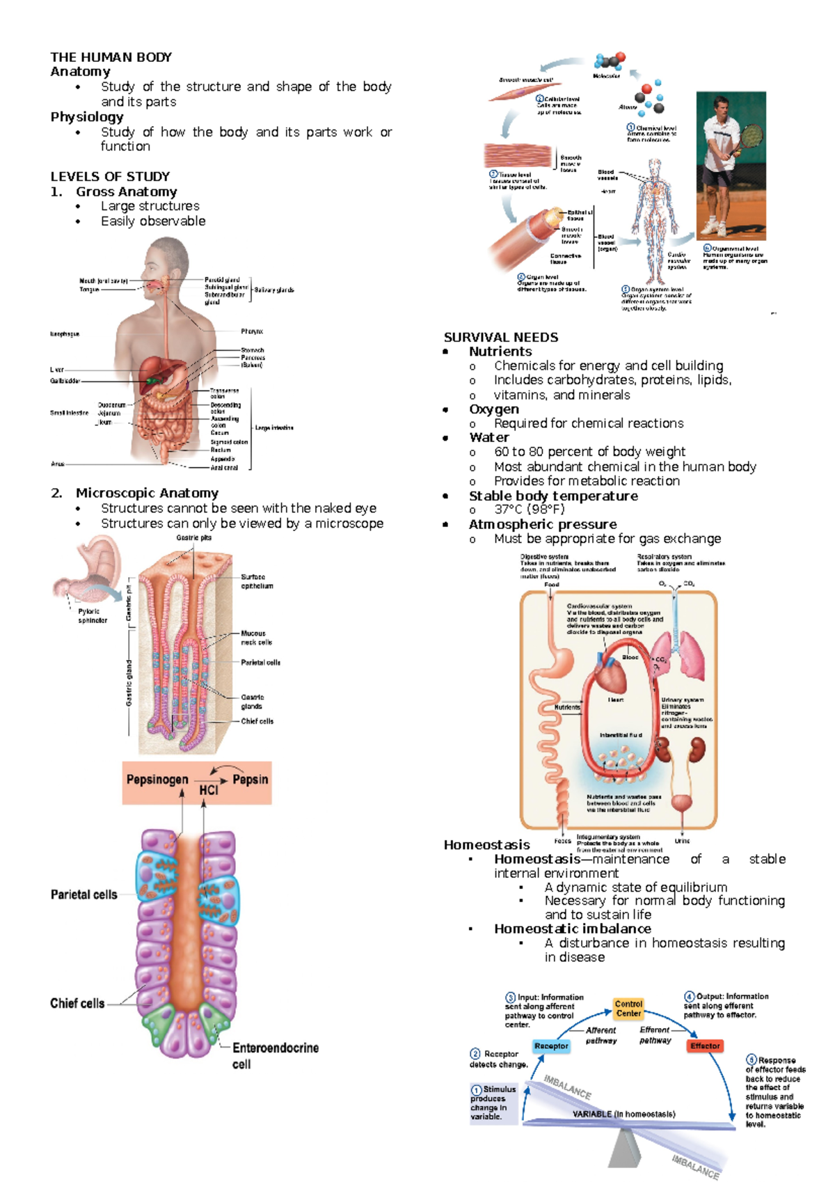 Anatomyphysiology-notes - THE HUMAN BODY Anatomy Study of the structure ...