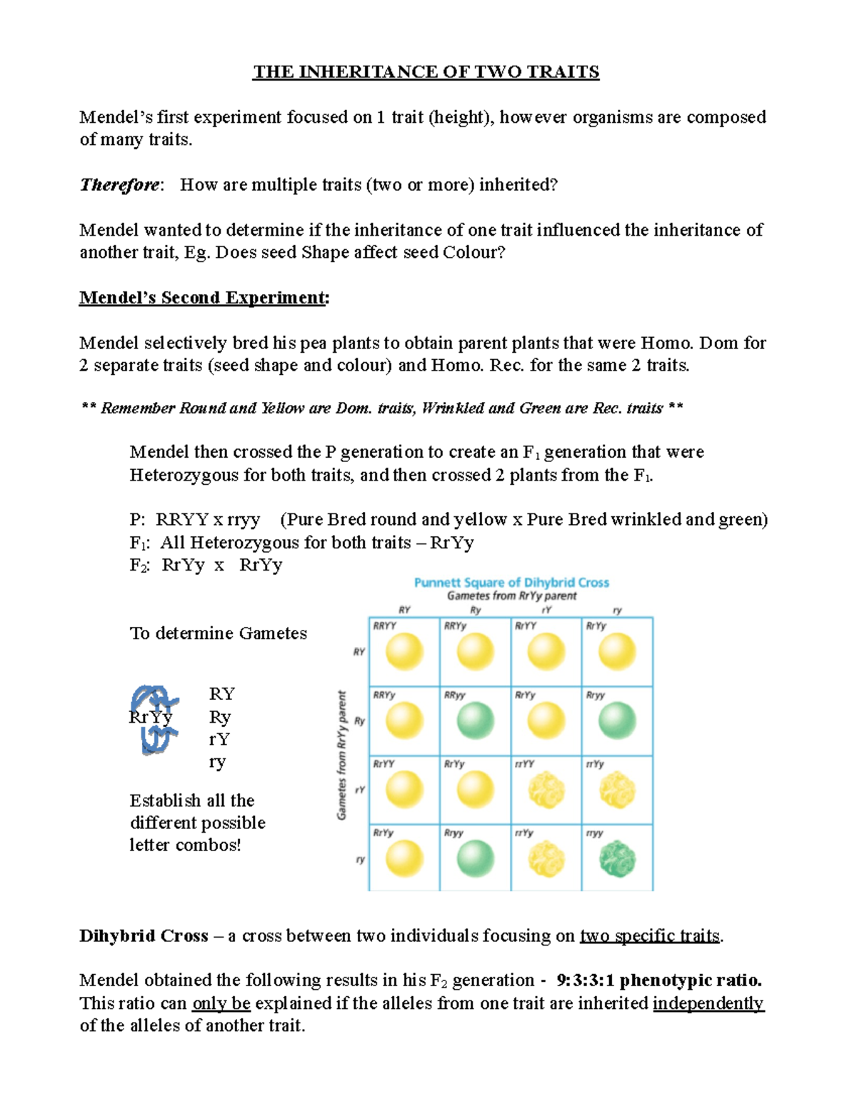 THE Inheritance OF TWO Traits - THE INHERITANCE OF TWO TRAITS Mendel’s ...