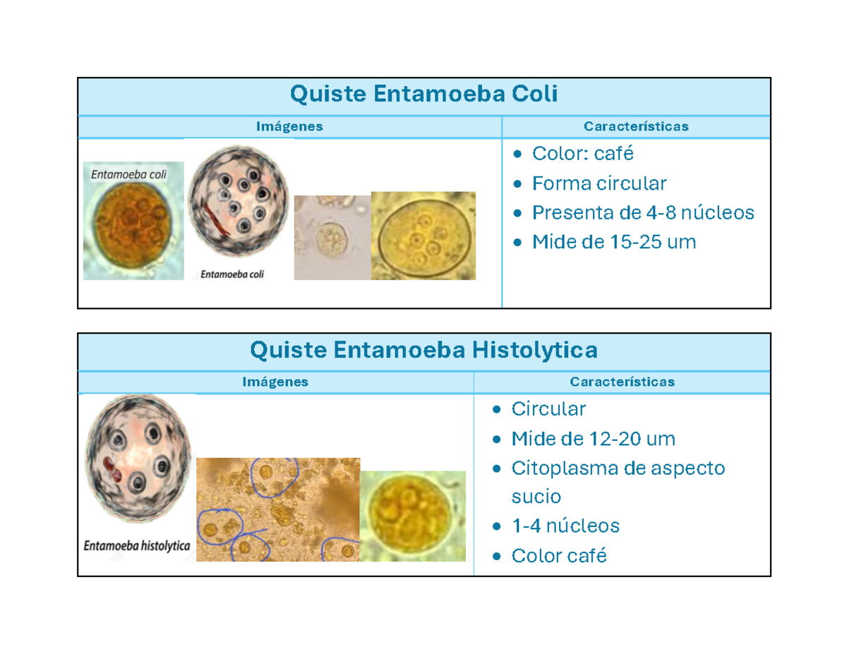 Bloque 5 - protozoarios y amebas - Quiste Entamoeba Coli Imágenes ...