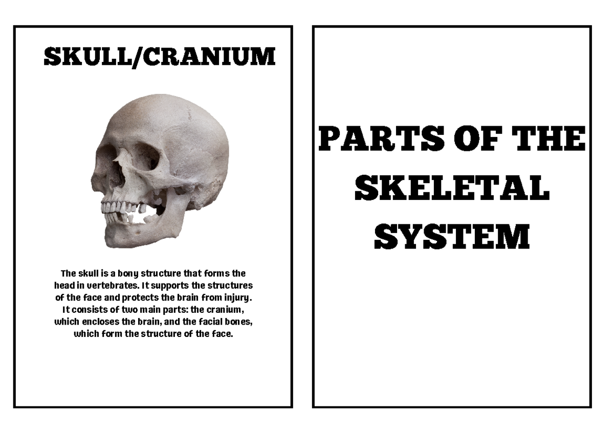 JC - Lecture notes - PARTS OF THE SKELETAL SYSTEM SKULL/CRANIUM The ...