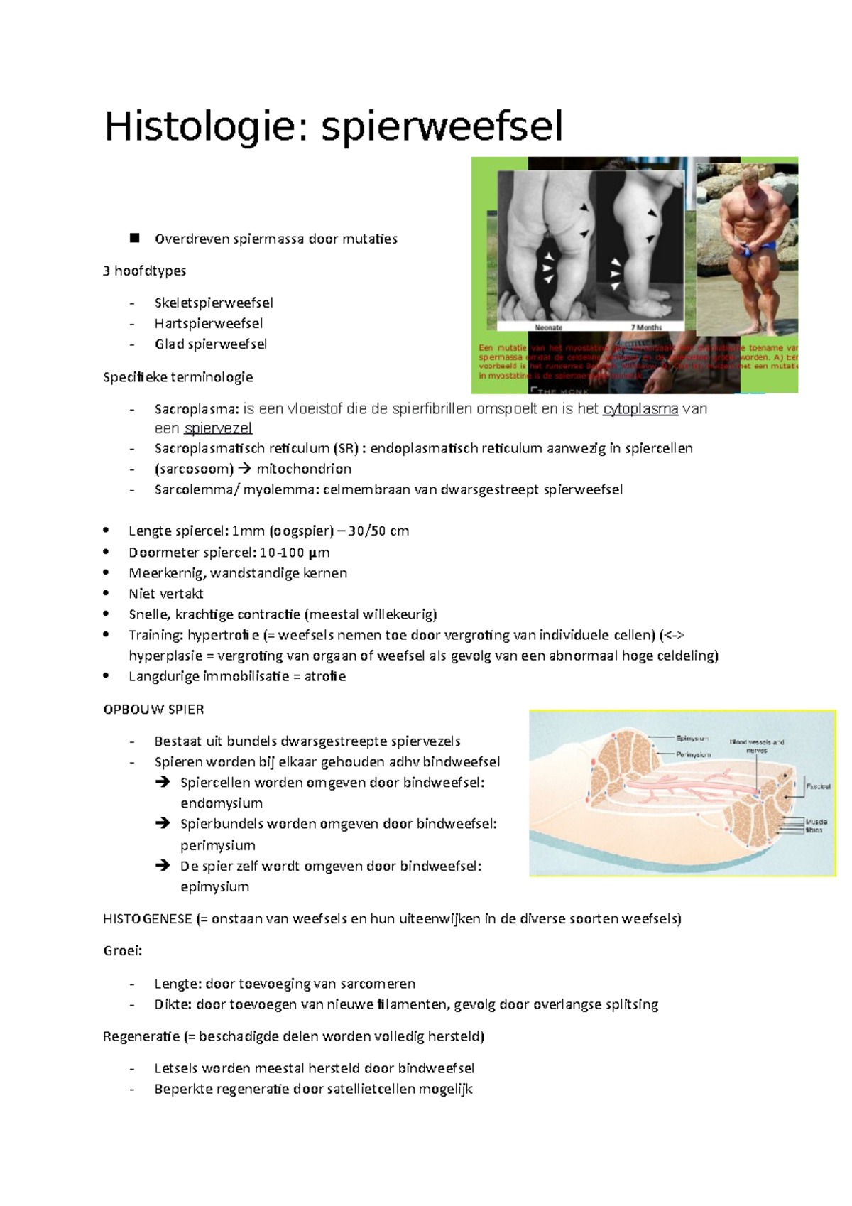 Histologie samenvatting spierweefsel -> skeletspierweefsel - Histologie ...
