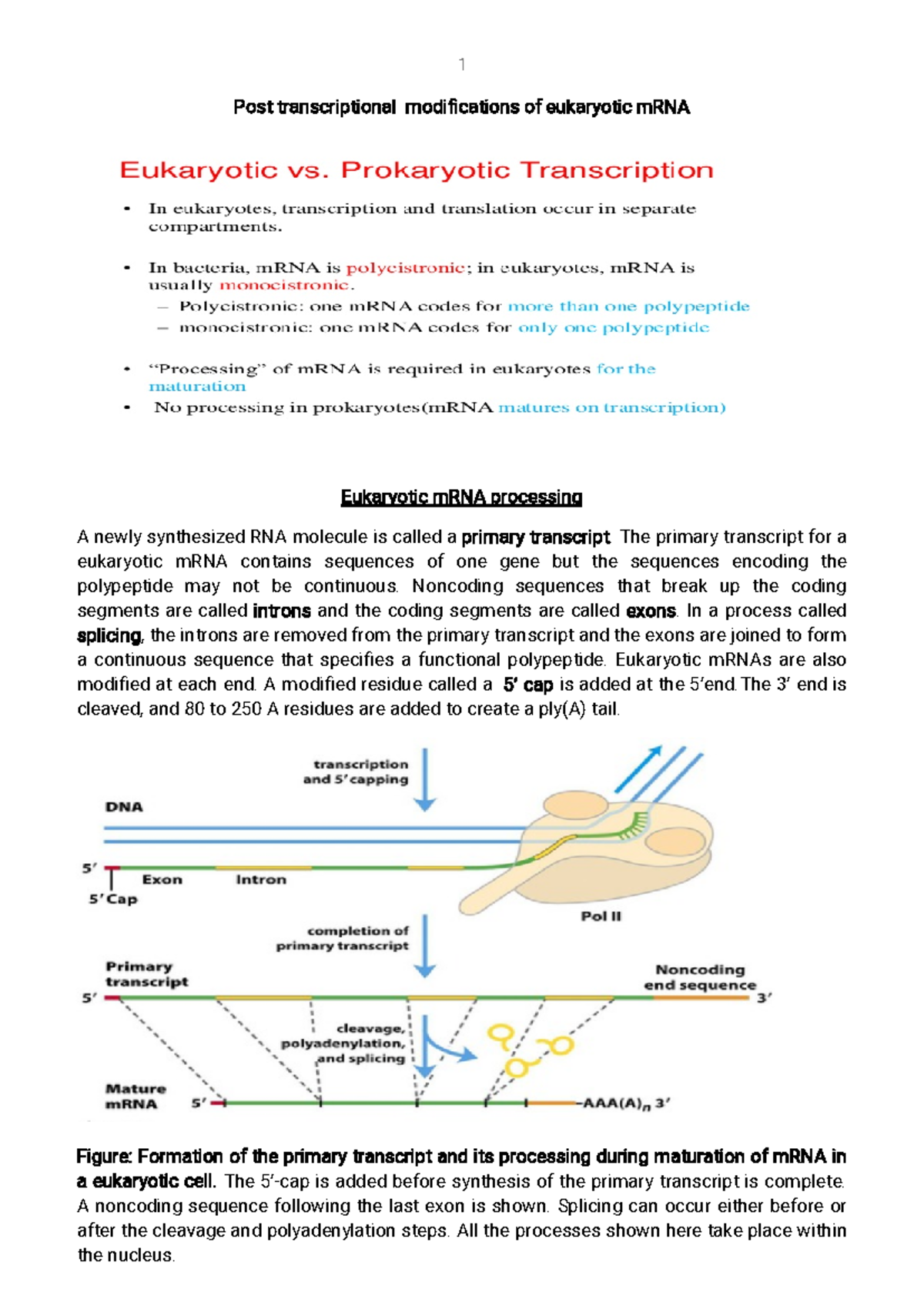 Post transcriptional modifications of m RNA ...